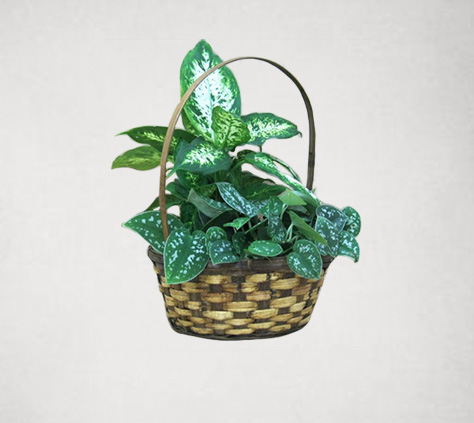 SRHB-12 – VAST AMERICA